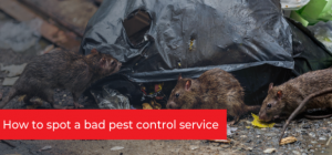 5 things to spot a bad pest control service - deBugged